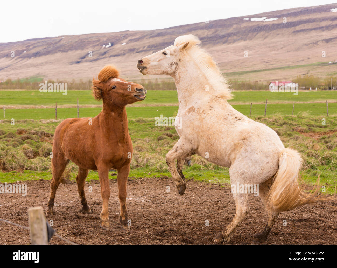 Horseplay hi-res stock photography and images - Alamy