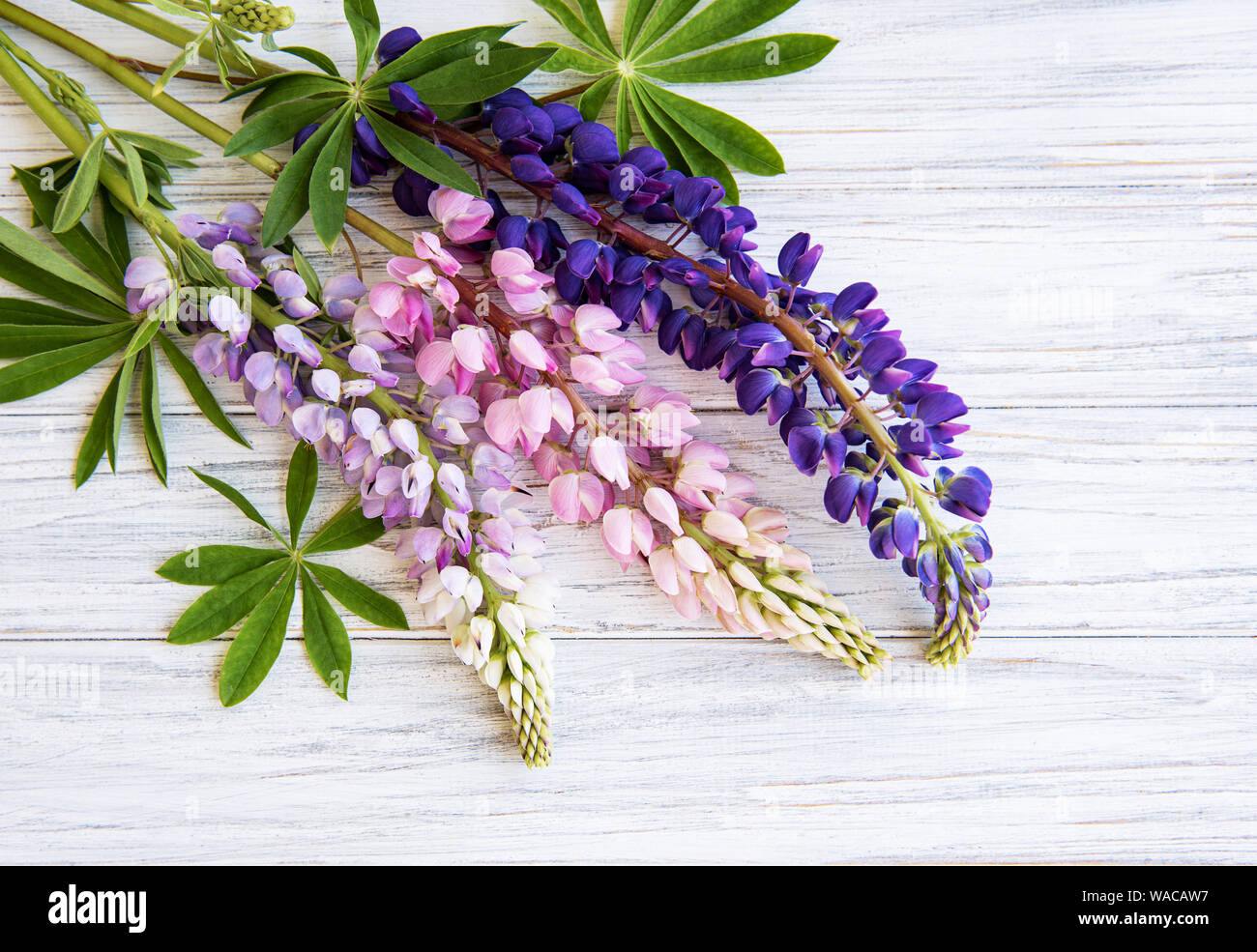 Pink and purple lupine flowers border on a old wooden background Stock ...