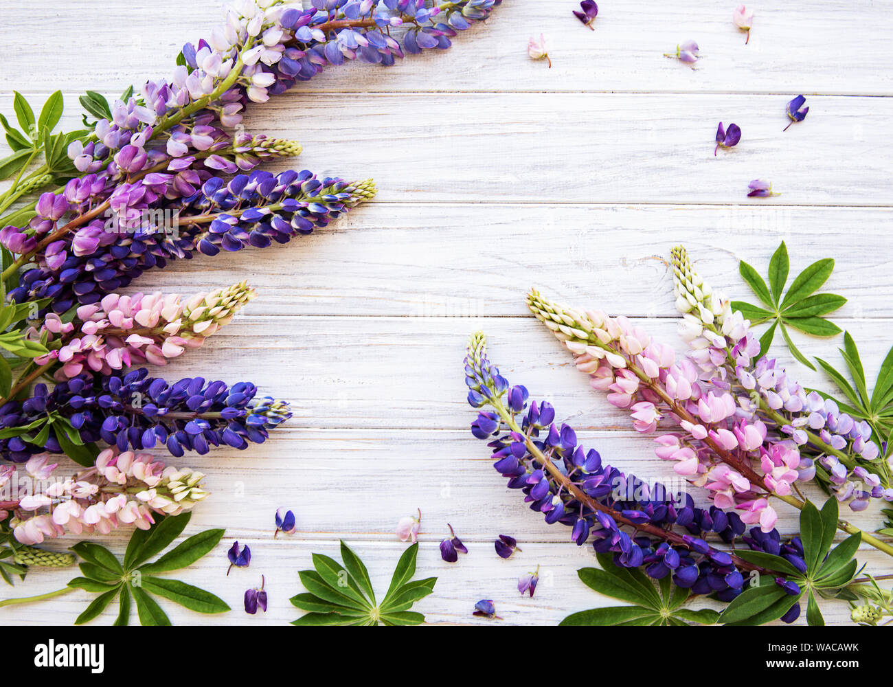 Pink and purple lupine flowers border on a old wooden background Stock ...
