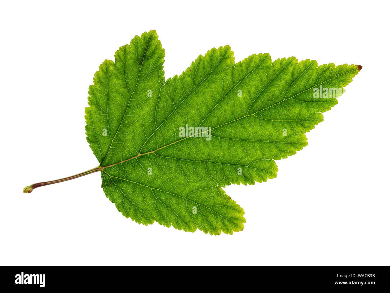 natural green with yellow leaf of ninebark (physocarpus) shrub in ...
