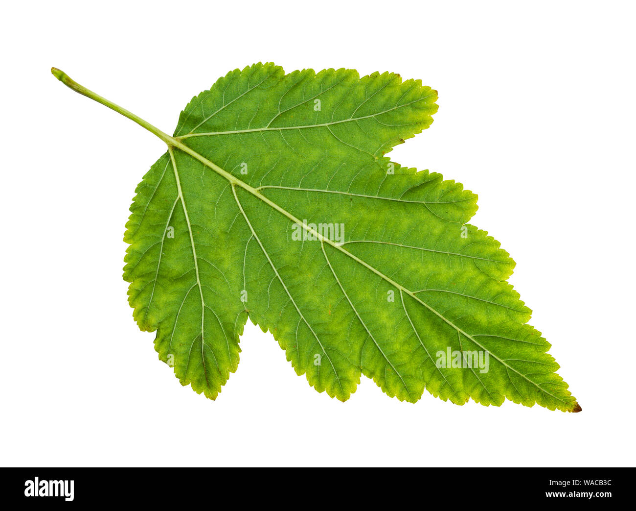 back side of natural green leaf of ninebark (physocarpus) shrub in ...
