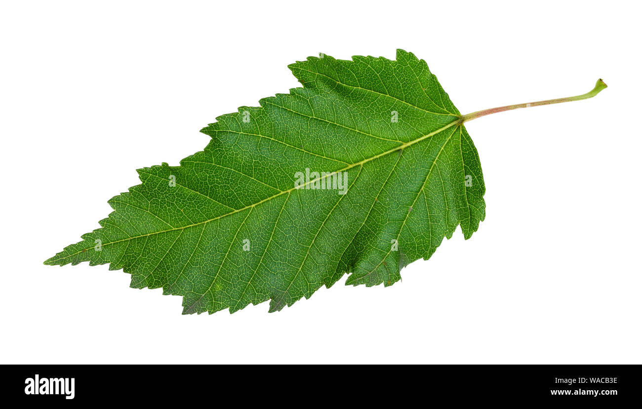 natural green leaf of acer ginnala (amur maple) tree cutout on white ...