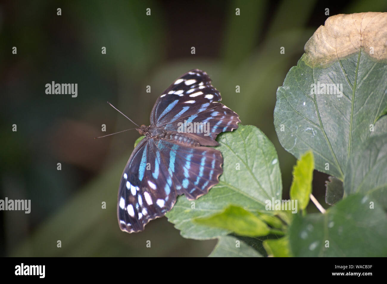 Mexican Blue Wave butterfly at Stratford Butterly Farm, England Stock ...