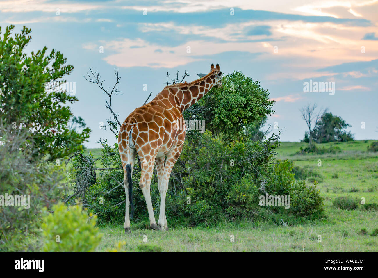 Colour safari wildlife photograph of whole Giraffe grazing on tree from ...