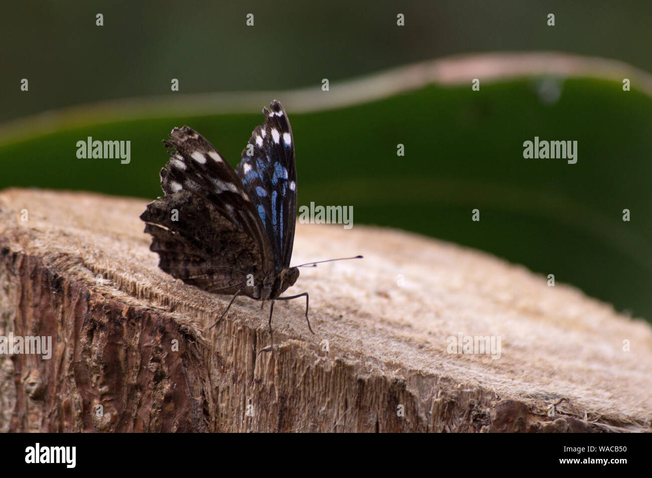 Mexican blue wave butterfly hi-res stock photography and images - Alamy