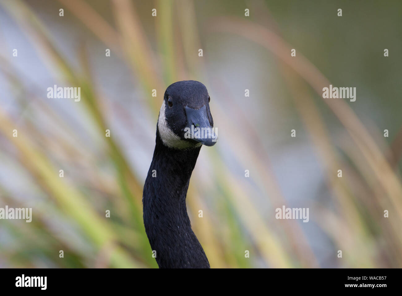 Protective gander hi-res stock photography and images - Alamy