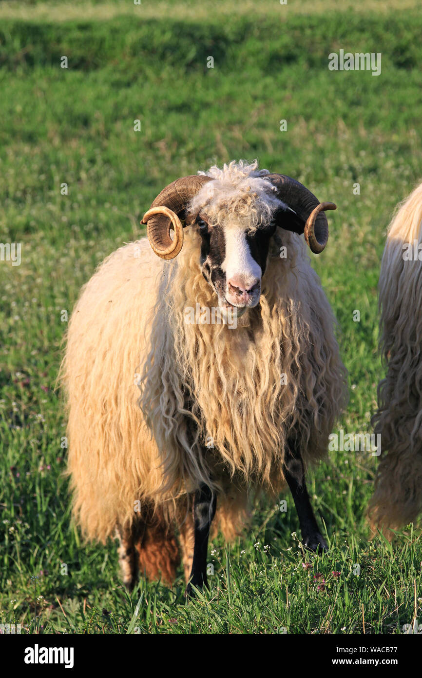One Sheep Ram at Green Grass Field Stock Photo - Alamy