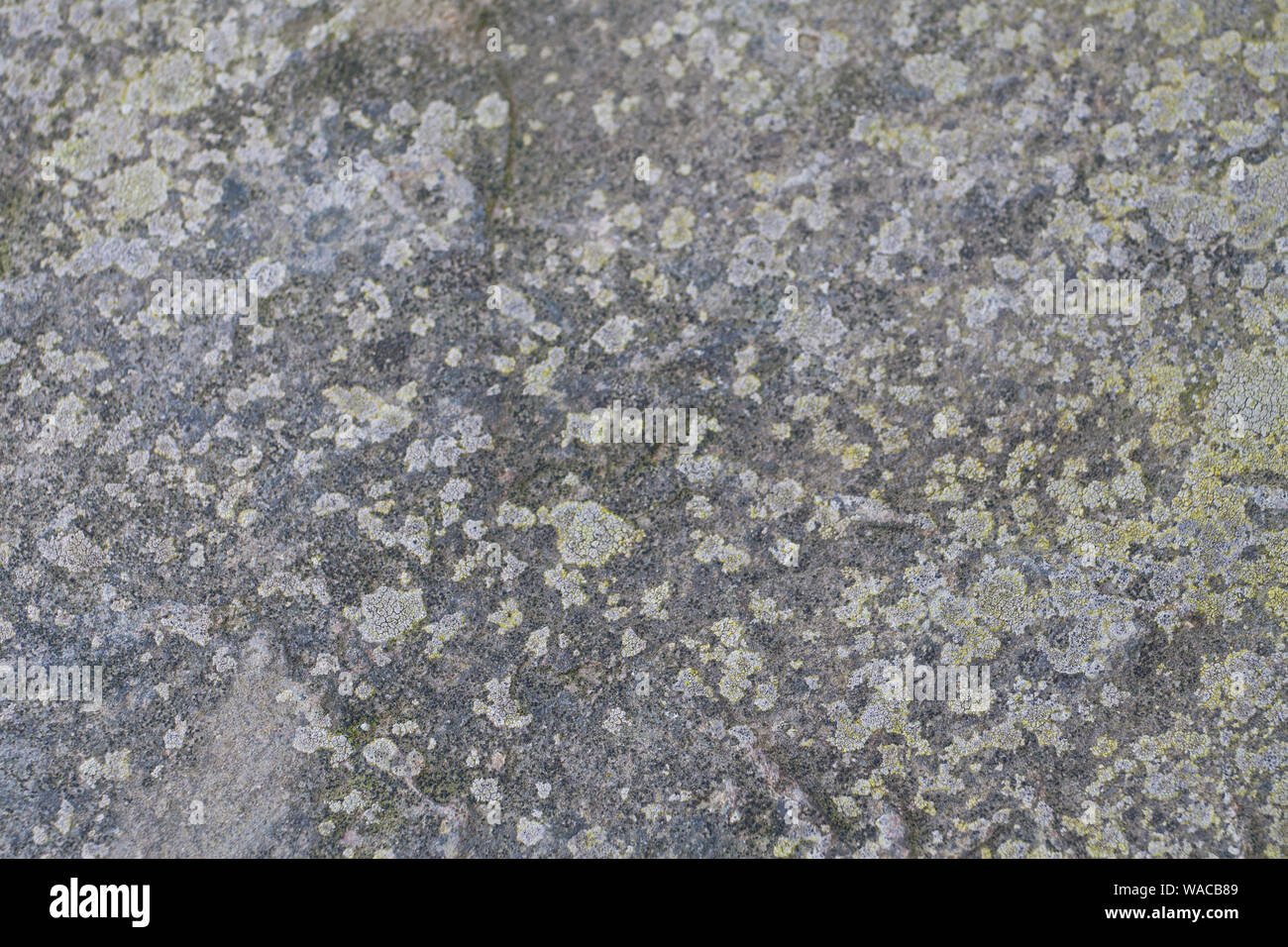 Lichens on Granite Texture Stock Photo - Alamy