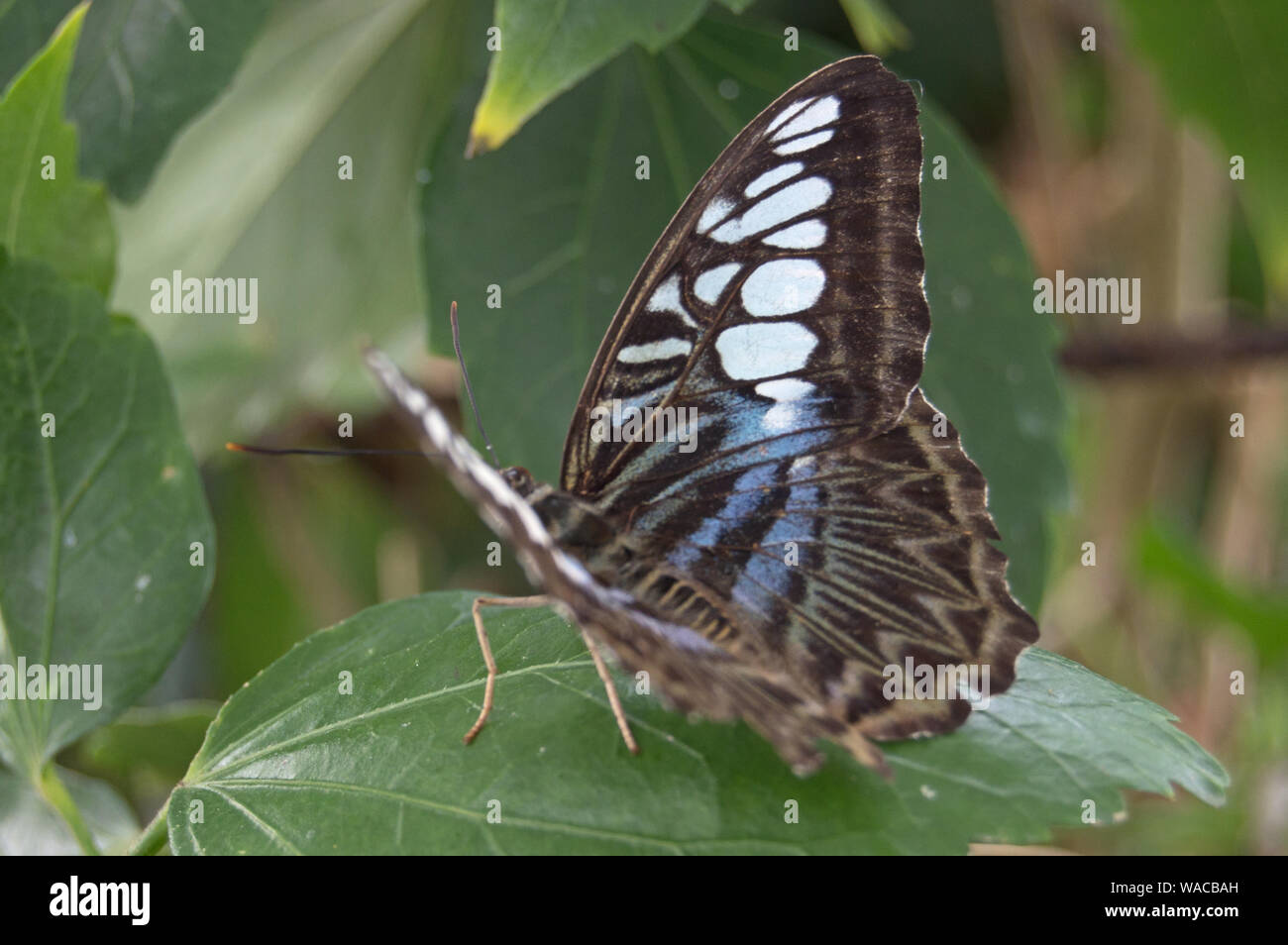 Mexican Blue Wave butterfly at Stratford Butterly Farm, England Stock ...