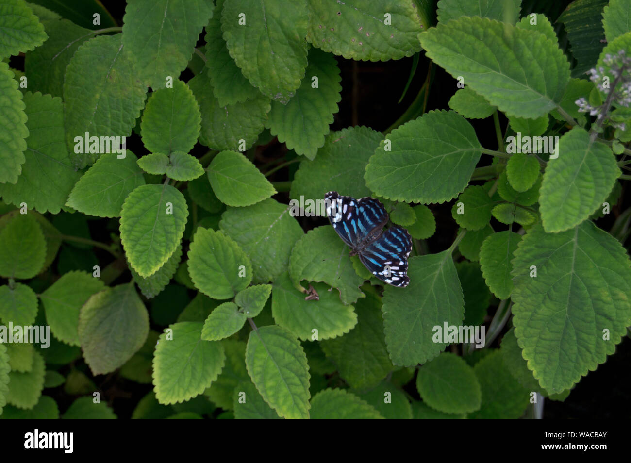 Mexican Blue Wave butterfly at Stratford Butterly Farm, England Stock ...