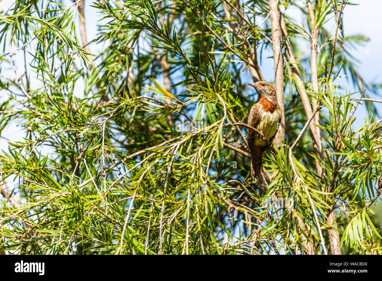 Rufous colour hi-res stock photography and images - Alamy