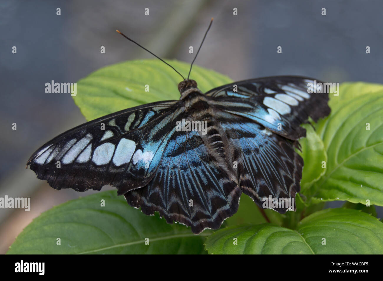 Mexican Blue Wave butterfly at Stratford Butterly Farm, England Stock ...