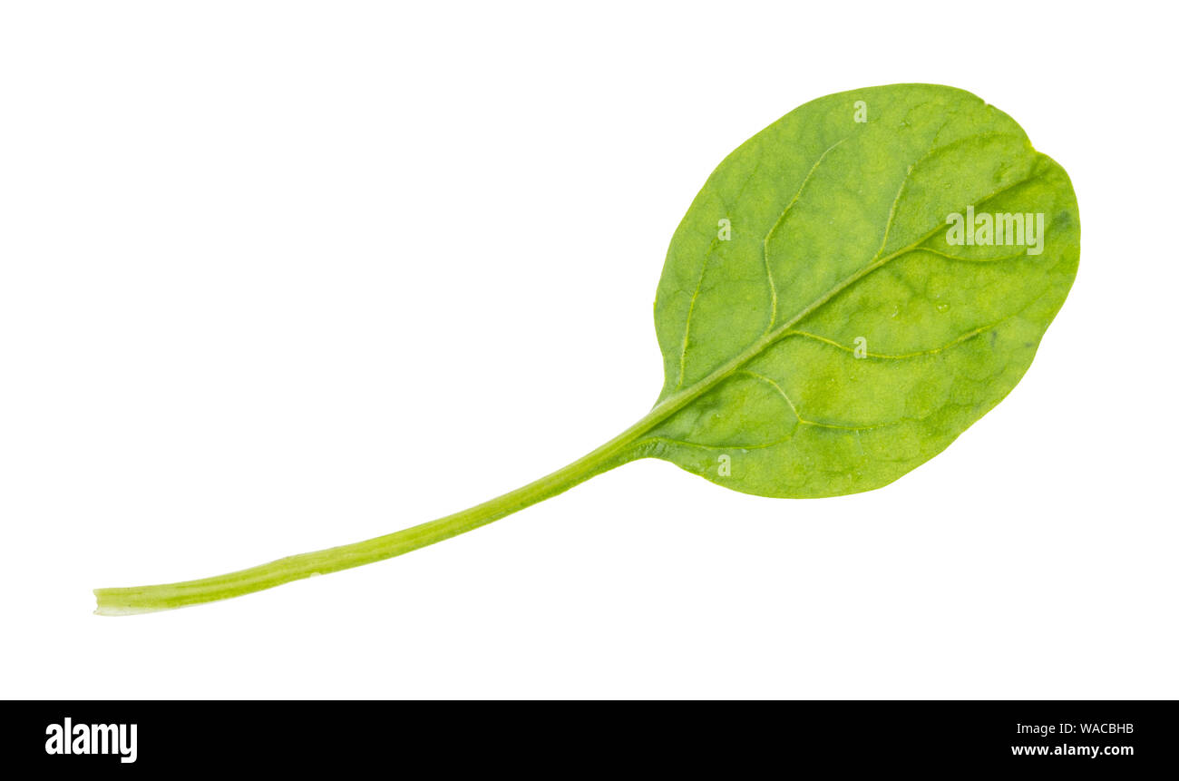 leaf of fresh green spinach herb cutout on white background Stock Photo ...
