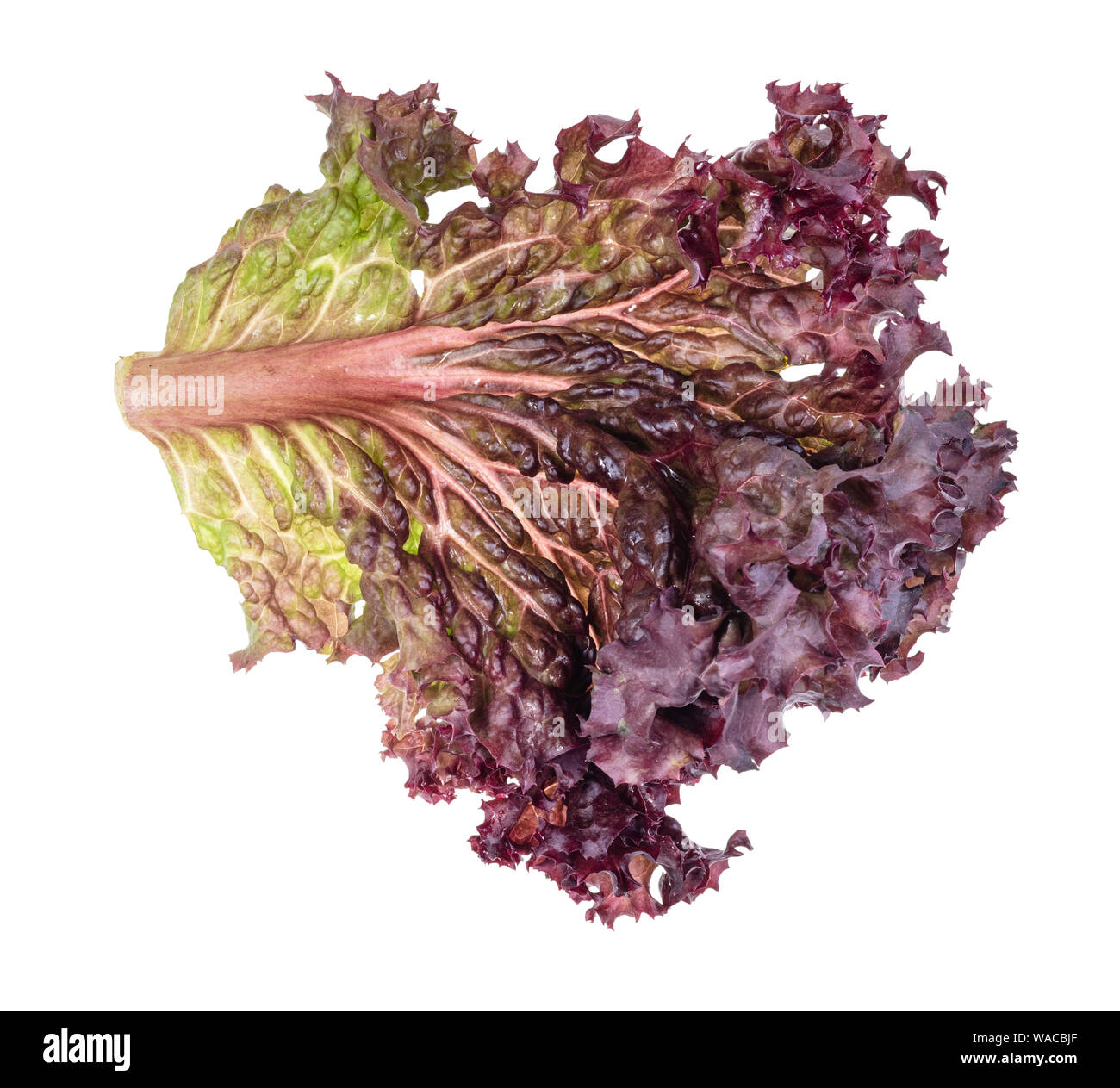Lollo rosso lettuce leaves Cut Out Stock Images & Pictures - Alamy