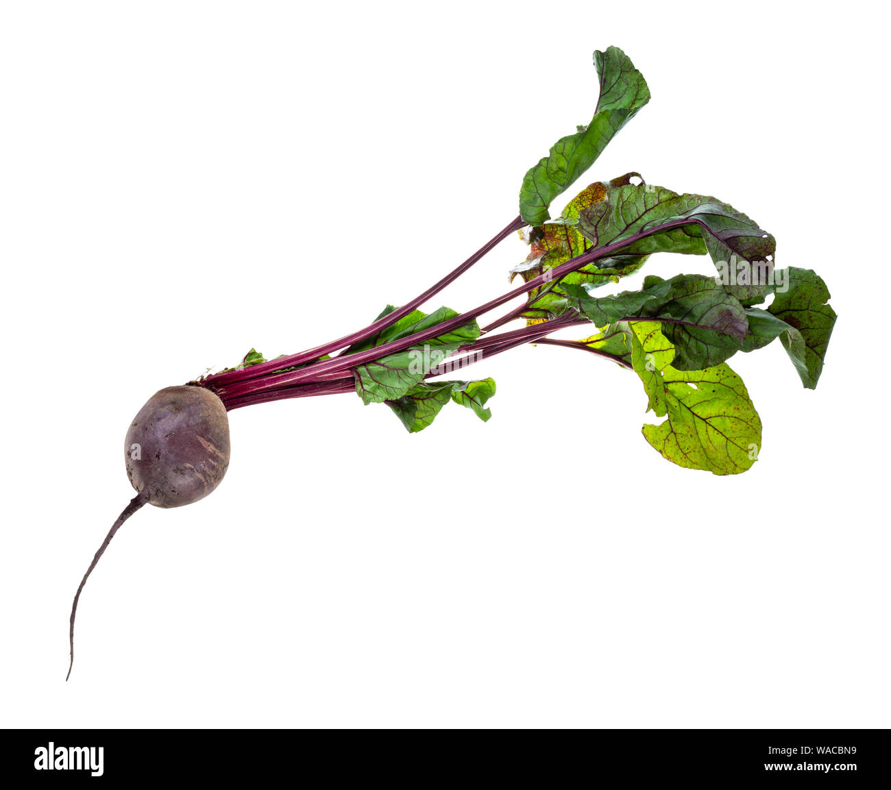 Beta vulgaris red white beetroot Cut Out Stock Images & Pictures - Alamy