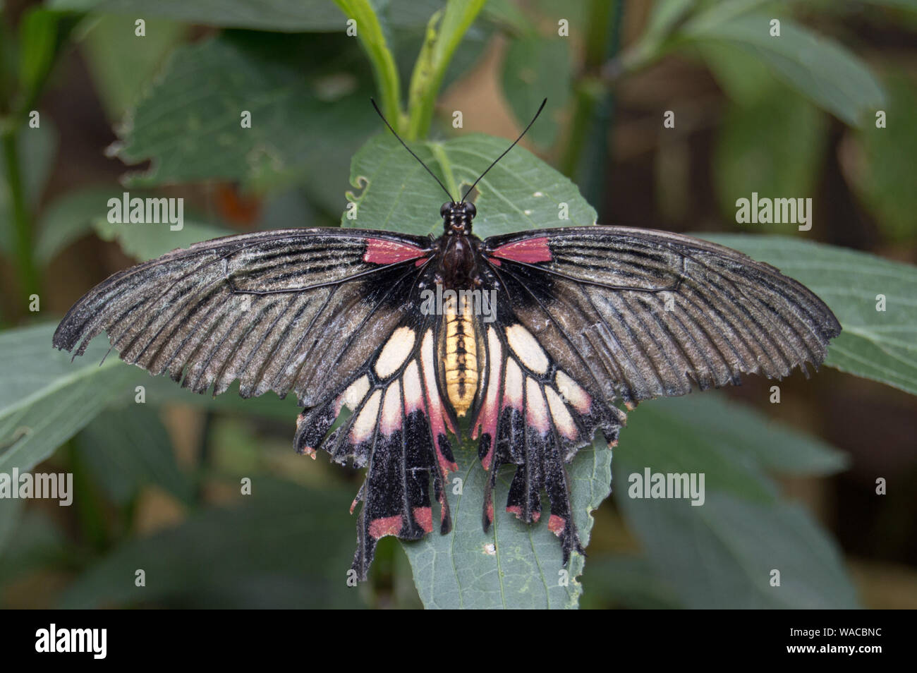 Red Helen butterfly at Stratford Butterfly Farm, England Stock Photo ...