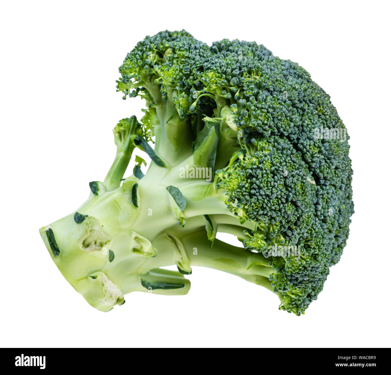 side view of fresh green Broccoli cutout on white background Stock ...