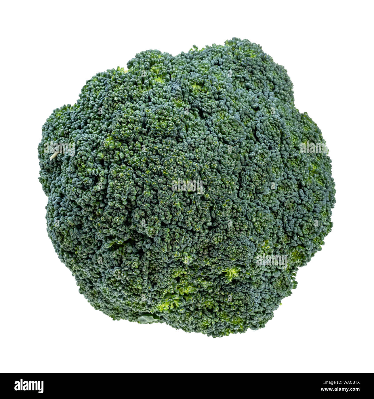 top view of fresh green Broccoli cutout on white background Stock Photo ...