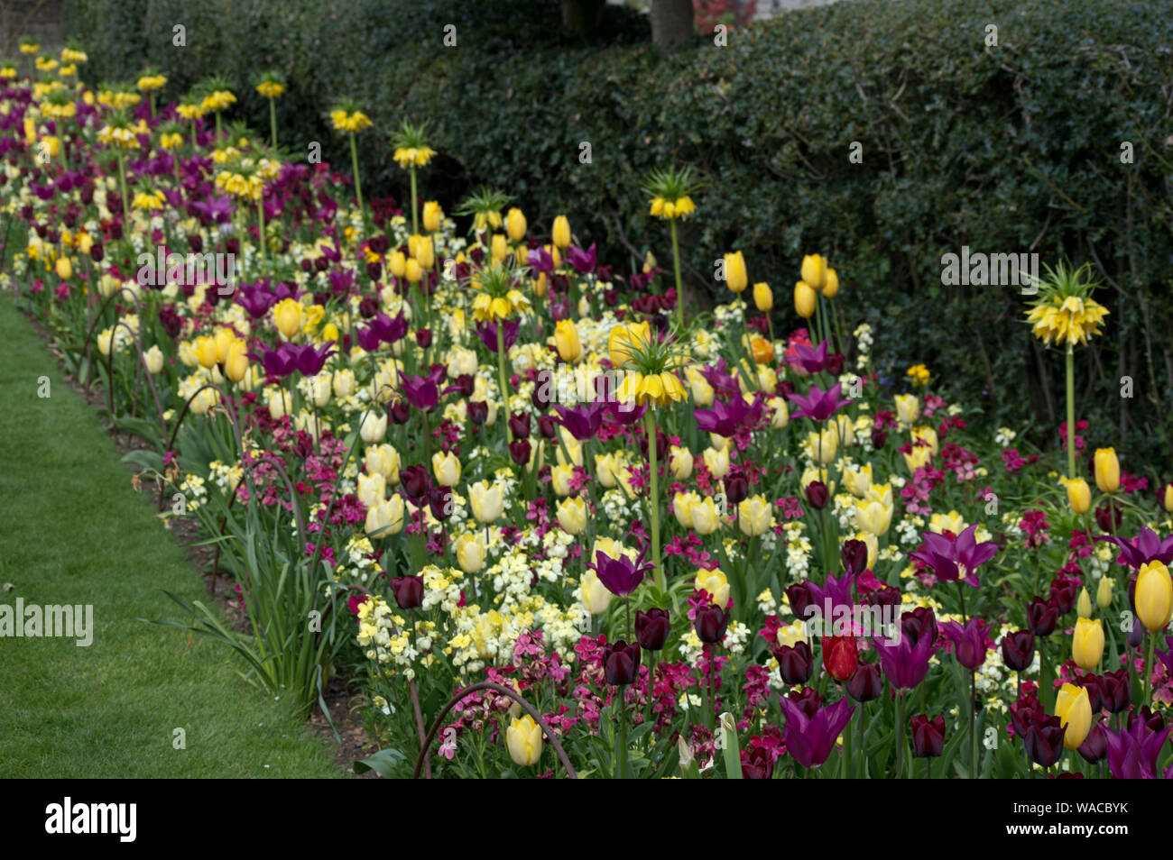 Colourful borders in the gardens at Shakespeare's birthplace, Stratford ...