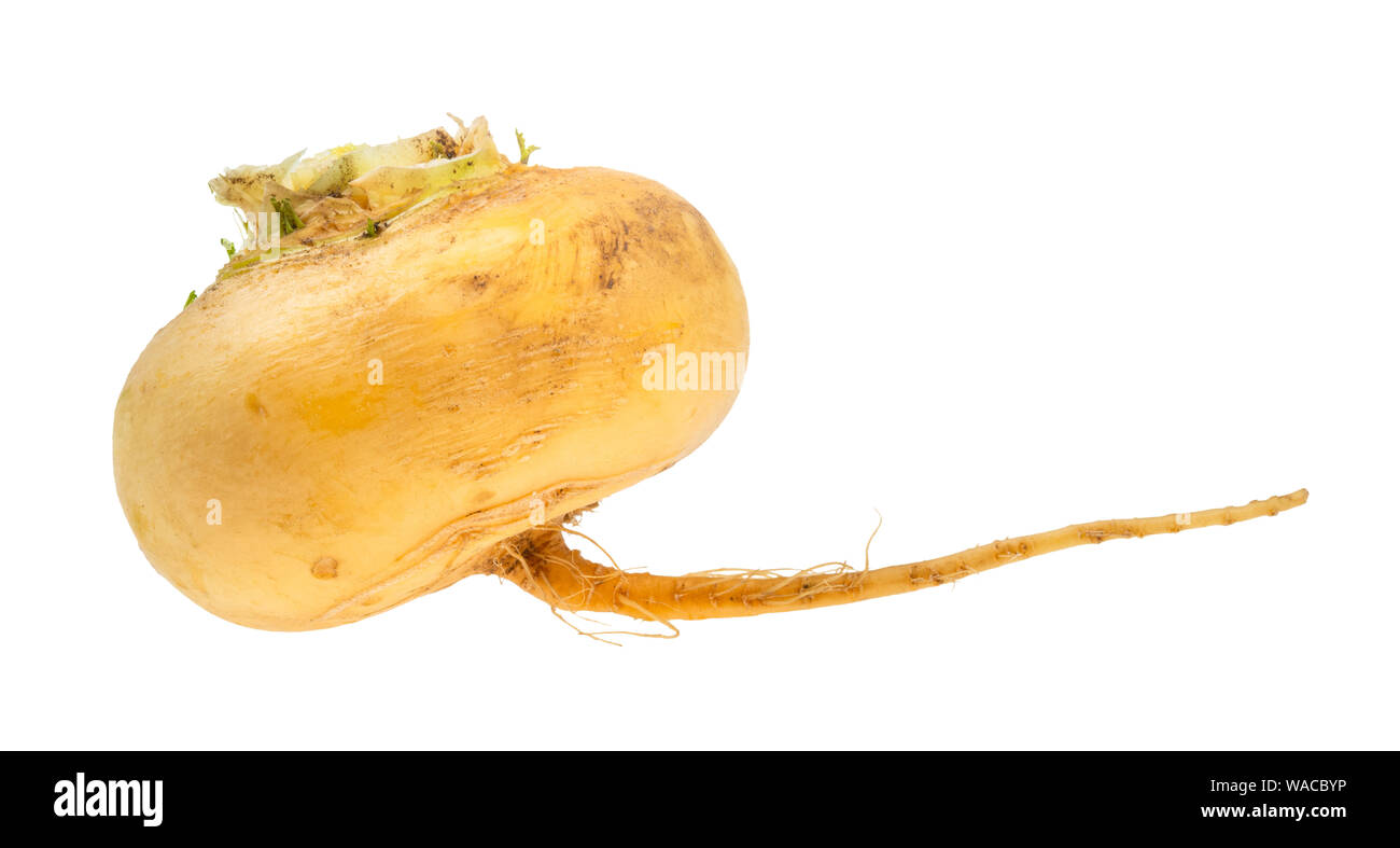 fresh organic yellow turnip cutout on white background Stock Photo - Alamy