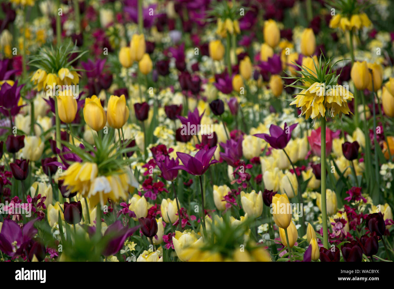 Colourful borders in the gardens at Shakespeare's birthplace, Stratford ...