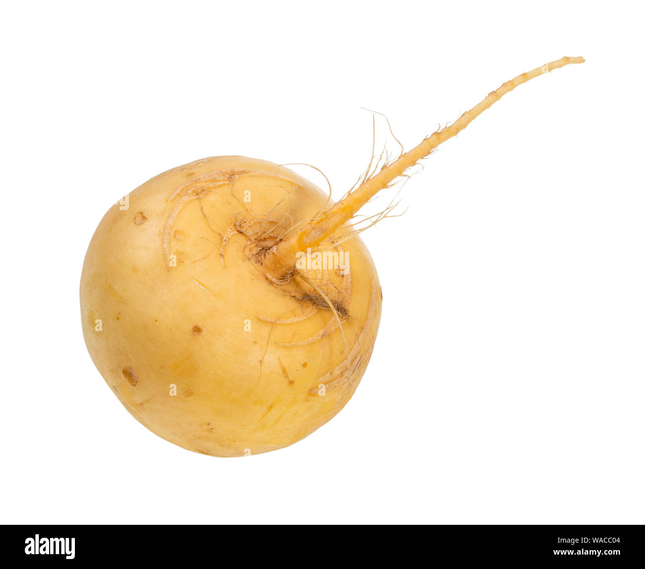 root of fresh organic yellow turnip cutout on white background Stock ...
