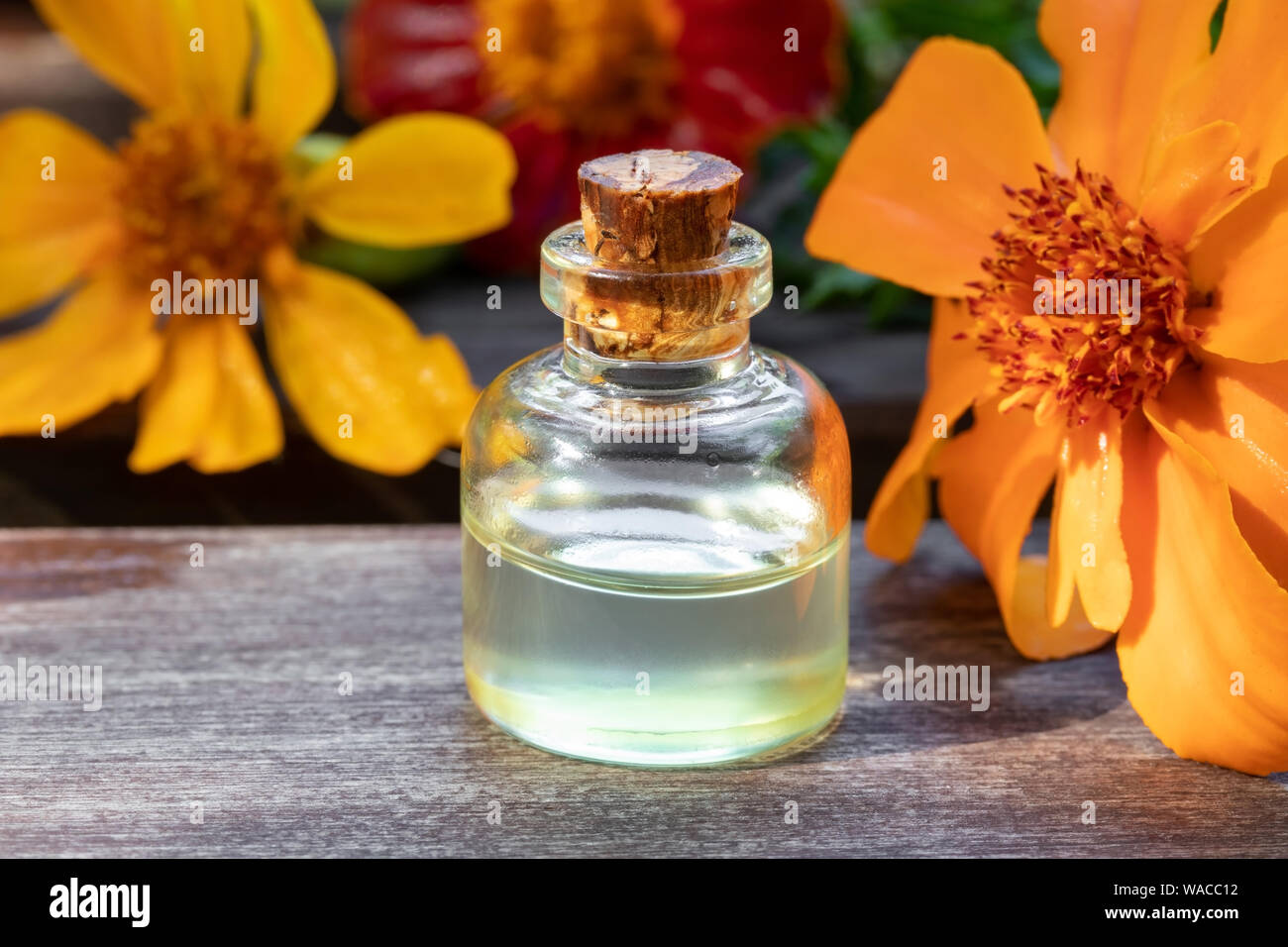 A bottle of essential oil with fresh Tagetes patula flowers Stock Photo ...