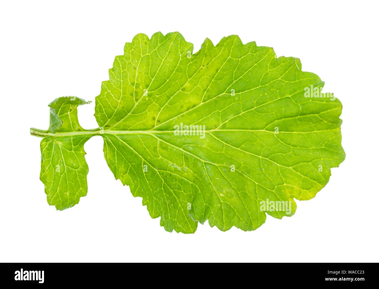 back side of green leaf of radish plant (raphanus sativus var radicula ...