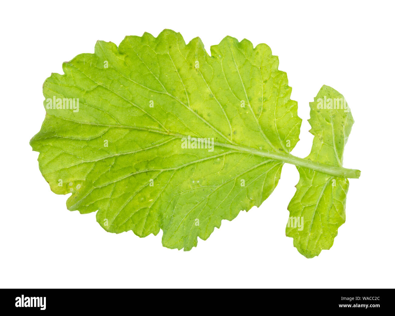 Raphanus sativus var radicula Cut Out Stock Images & Pictures - Alamy