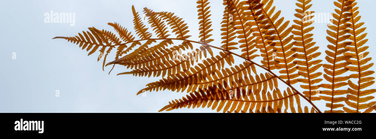 Isolated fern branch. Natural leaf background Stock Photo - Alamy