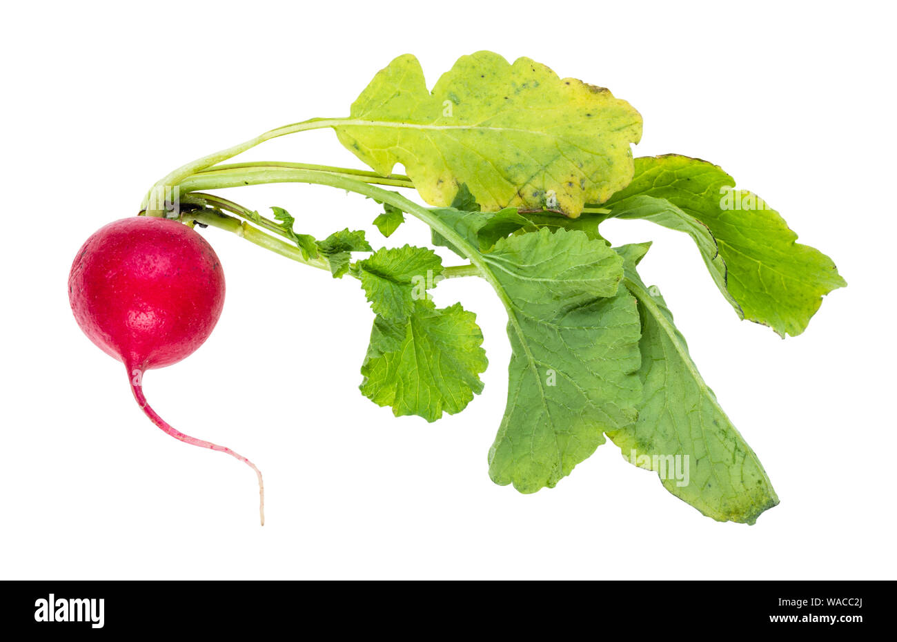 single fresh organic red radish with greens cutout on white background ...