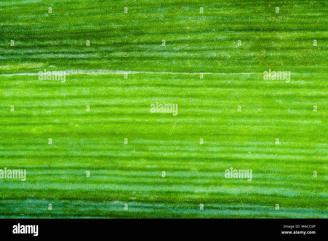 natural background - green surface of leek leaf close-up Stock Photo ...