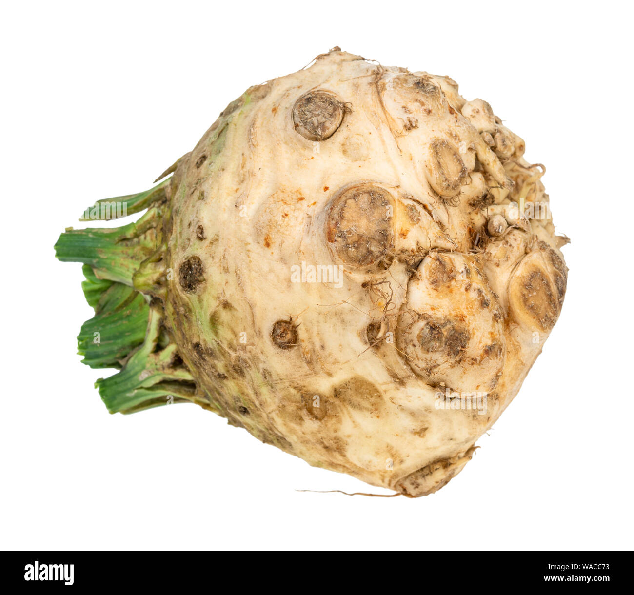 side view of fresh organic celeriac (celery root) cutout on white ...