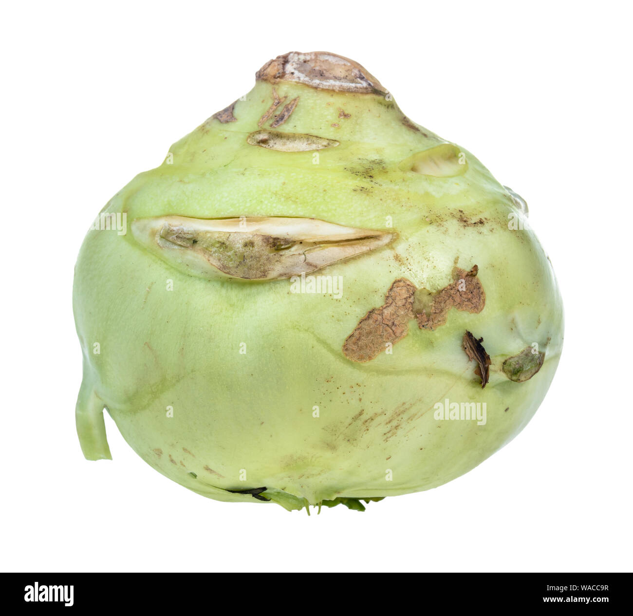fresh root of kohlrabi cabbage cutout on white background Stock Photo ...