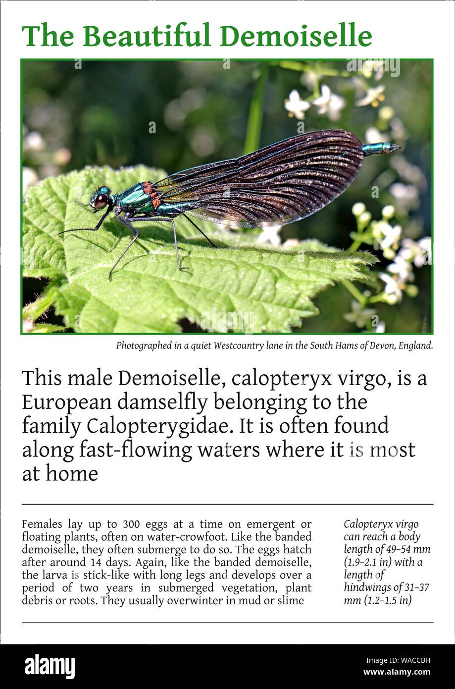 Beautiful Demoiselle, insect, full A4 page photo and description Stock ...