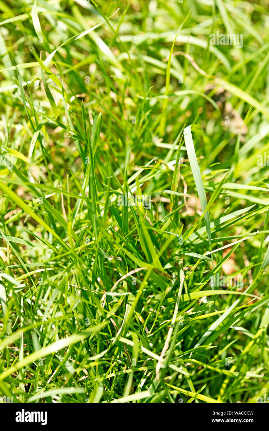 Grass macro background fifty megapixels modern texture home decoration ...