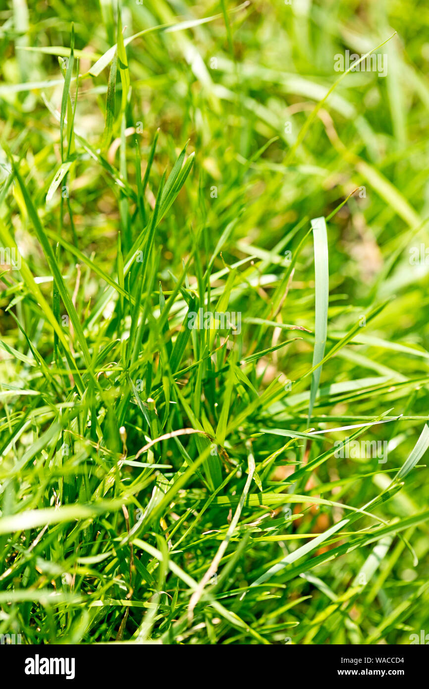 Grass macro background fifty megapixels modern texture home decoration ...