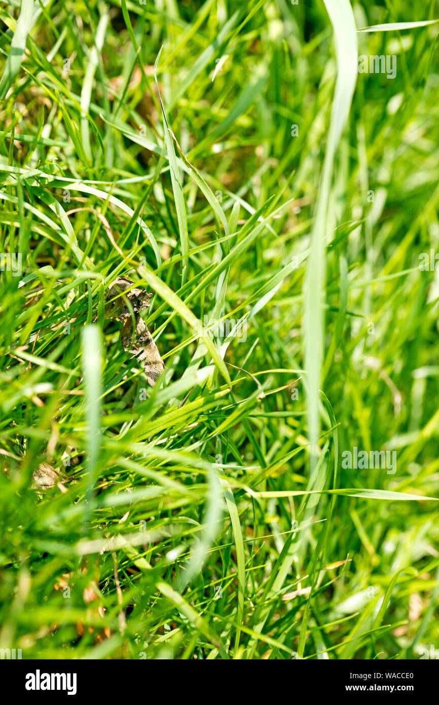 Grass macro background fifty megapixels modern texture home decoration ...