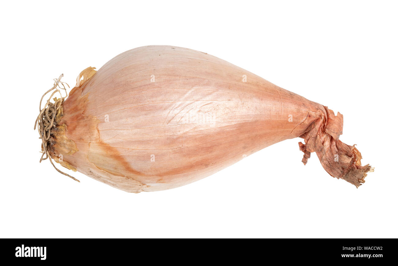 bulb of fresh shallot cutout on white background Stock Photo - Alamy