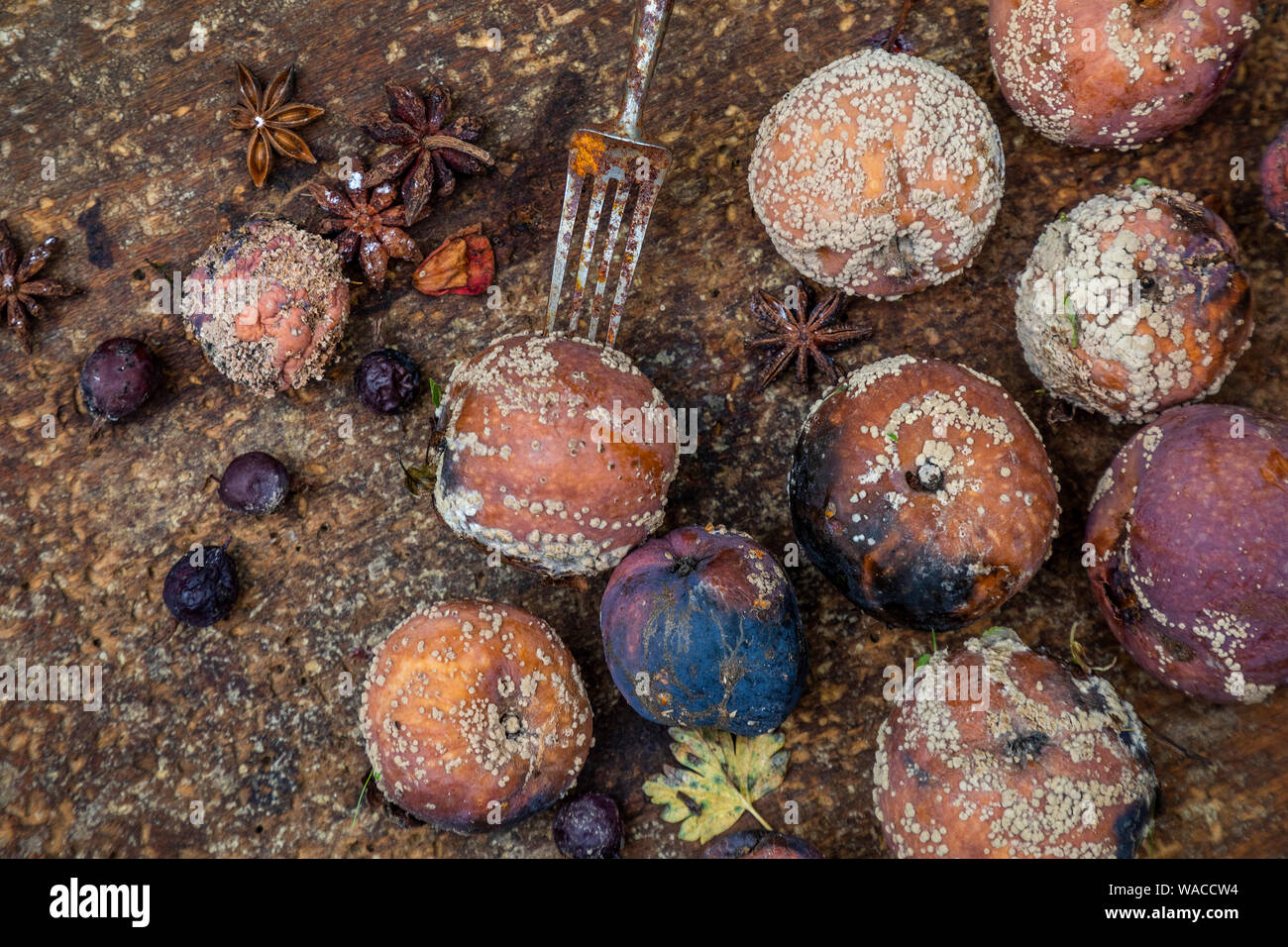 Rotting fruit table hi-res stock photography and images - Alamy