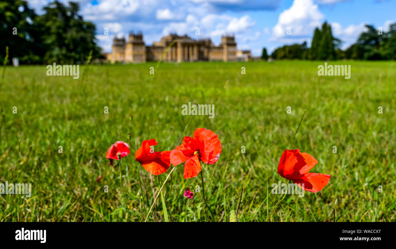 Blenheim Palace. Red poppies growing on the grounds of the palace. The ...