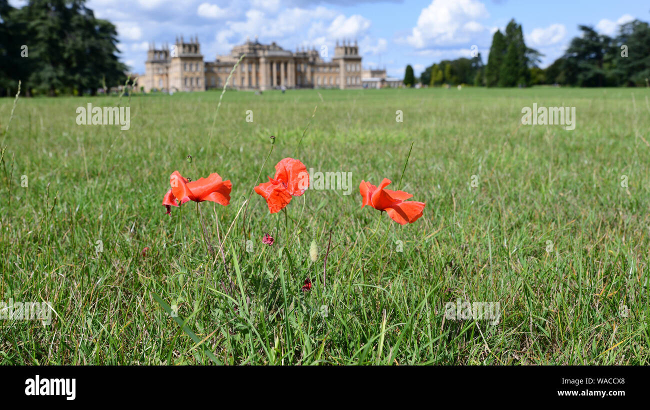 Blenheim Palace. Red poppies growing on the grounds of the palace. The ...