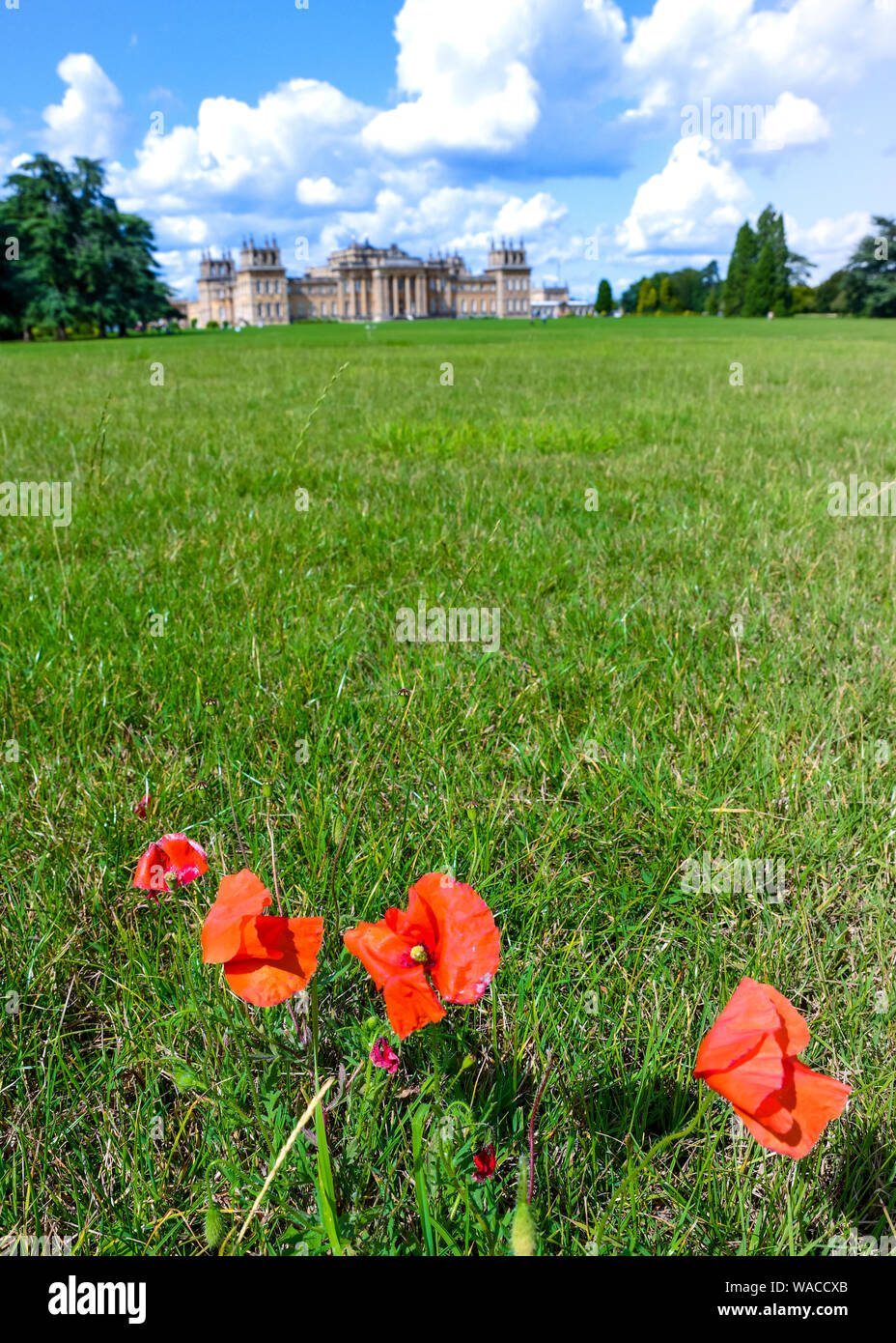 Blenheim Palace. Red poppies growing on the grounds of the palace. The ...