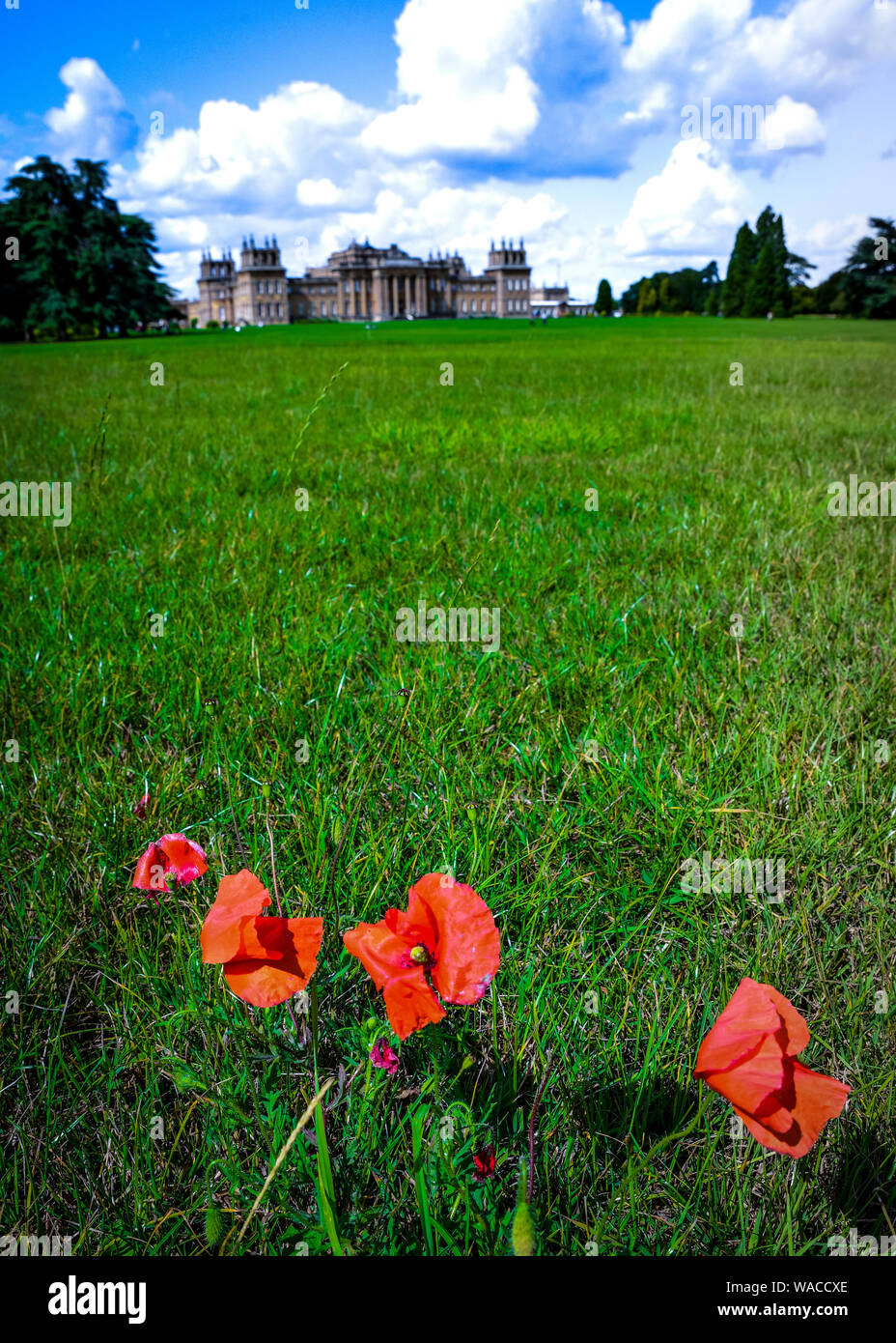 Blenheim Palace. Red poppies growing on the grounds of the palace. The ...