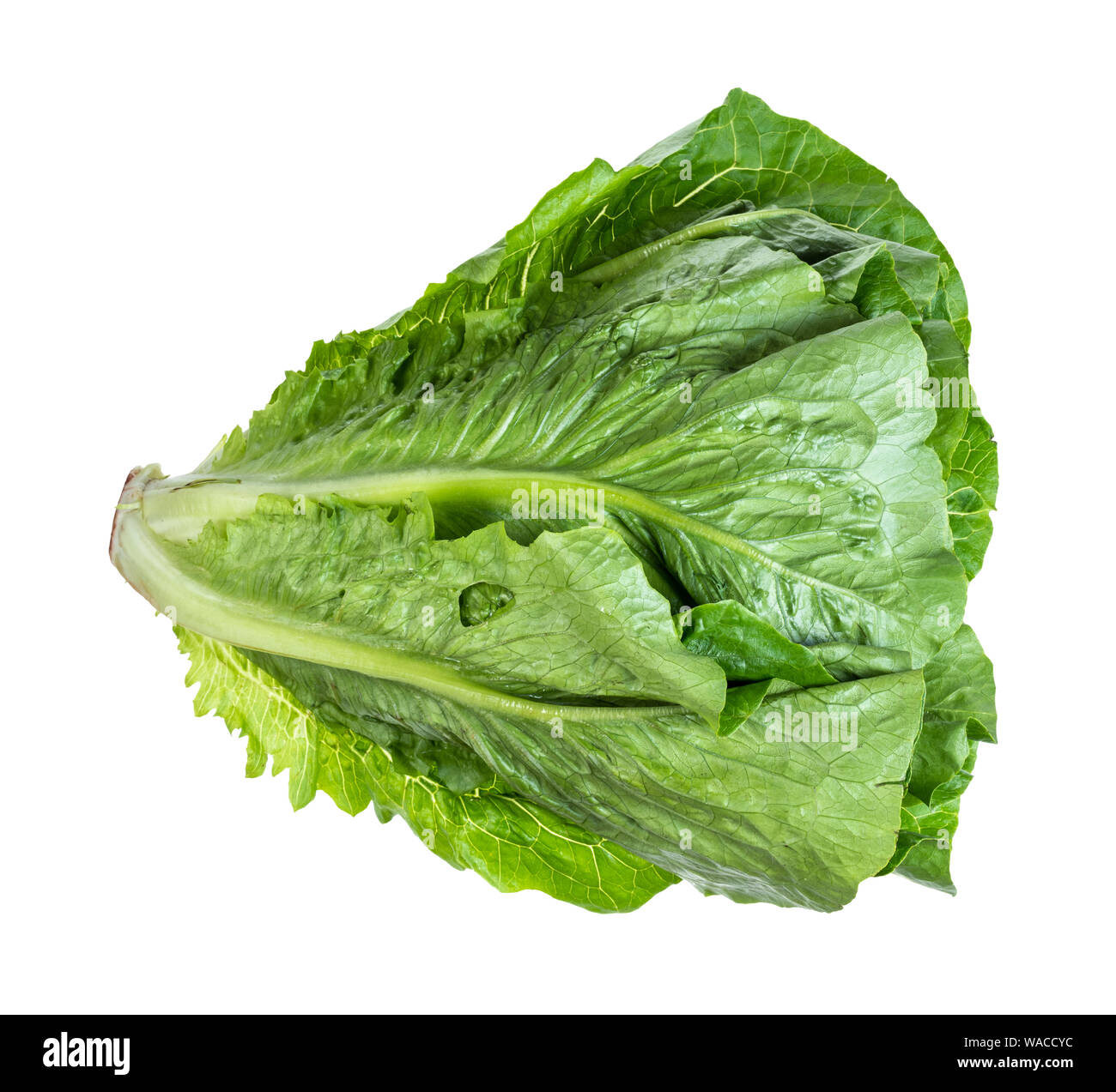 Cos lettuce cut out hi-res stock photography and images - Alamy