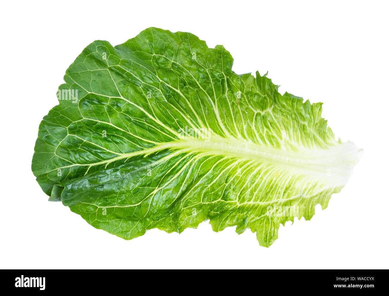 leaf of fresh Romaine lettuce cutout on white background Stock Photo ...