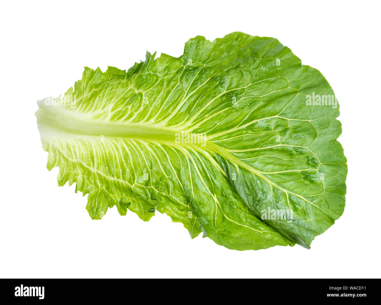 Cos lettuce cut out hi-res stock photography and images - Alamy