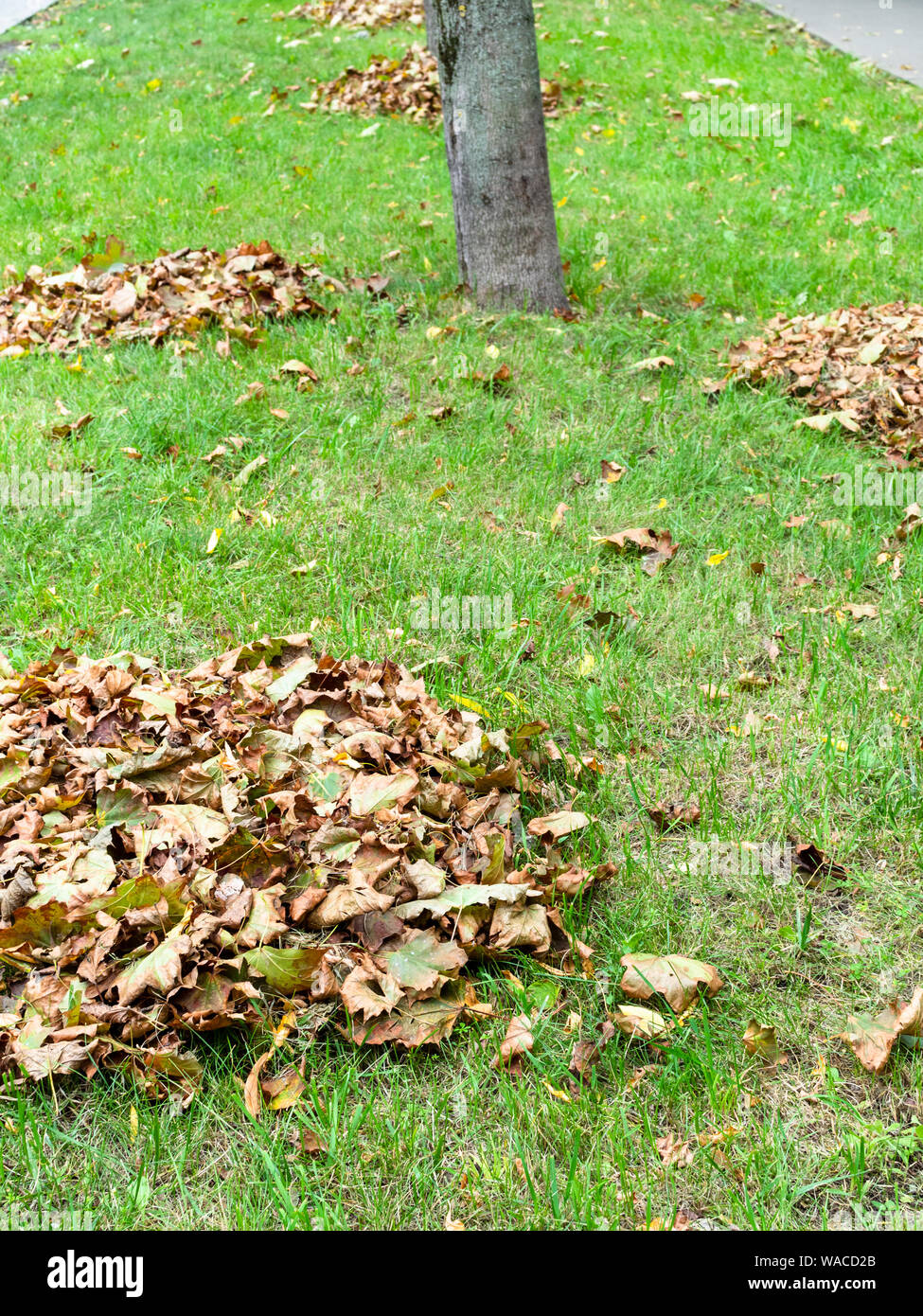 Heaps of leaves hi-res stock photography and images - Alamy