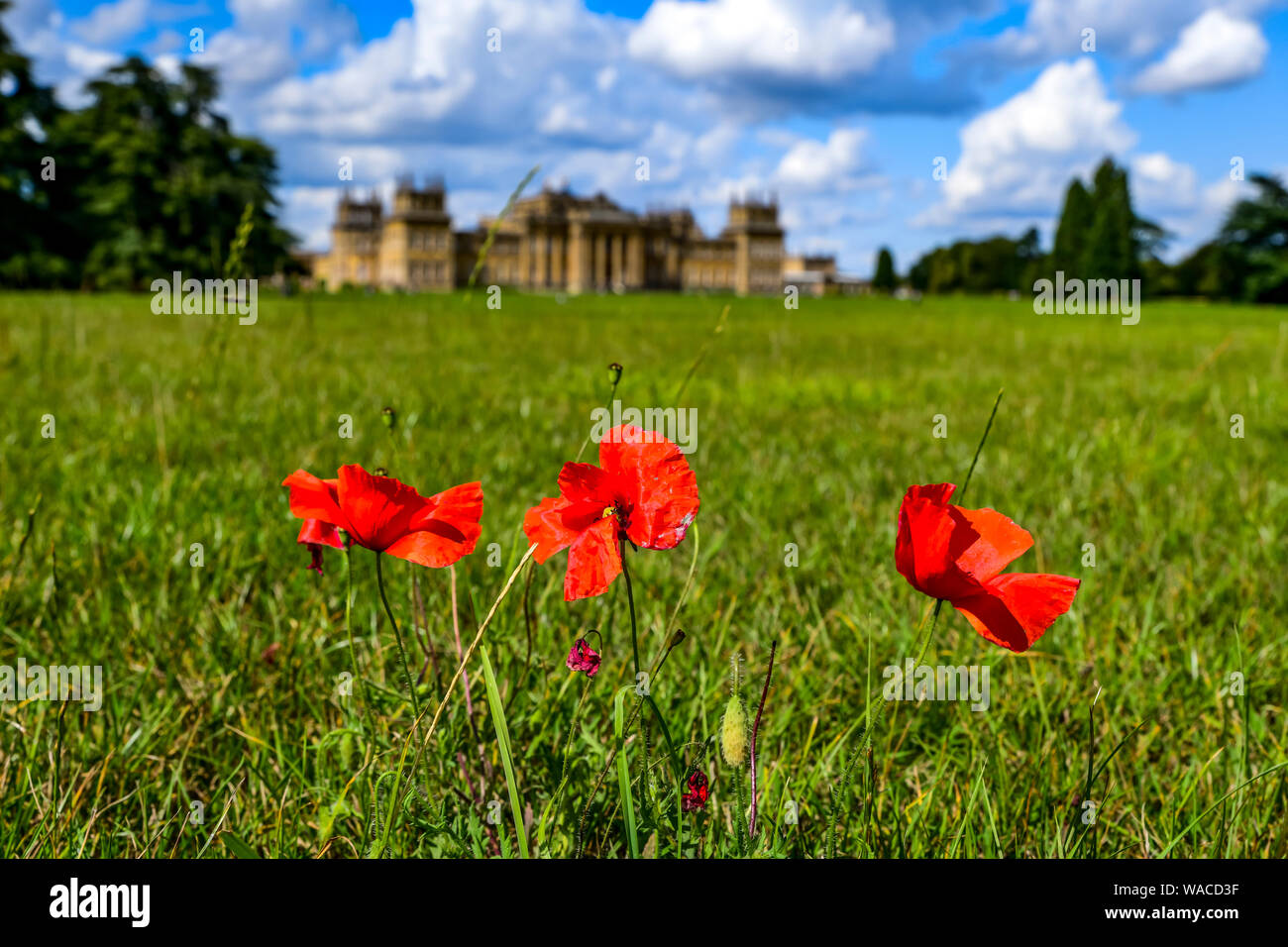 Blenheim Palace. Red poppies growing on the grounds of the palace. The ...