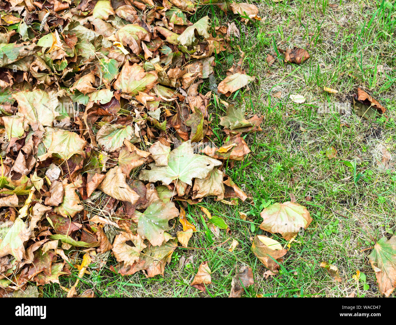 pile of fallen leaves close up on green lawn of city street in autumn ...